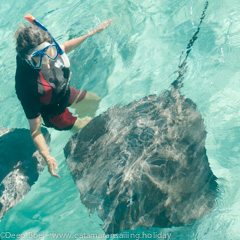 Stingray city in Moorea - @The helm
